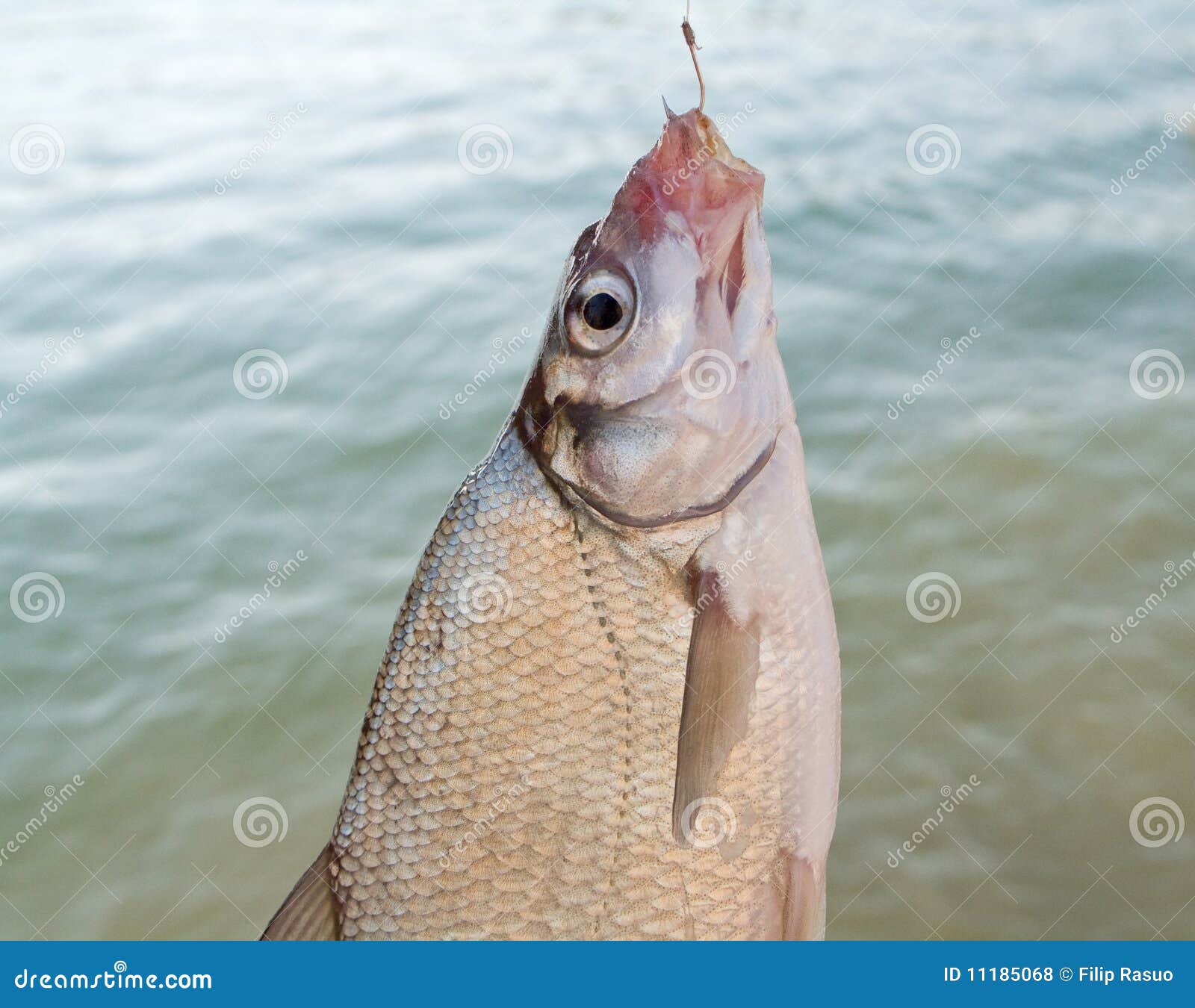 Freshwater Fish (Abramis Brama) Stock Photo - Image of gills, dorsal ...
