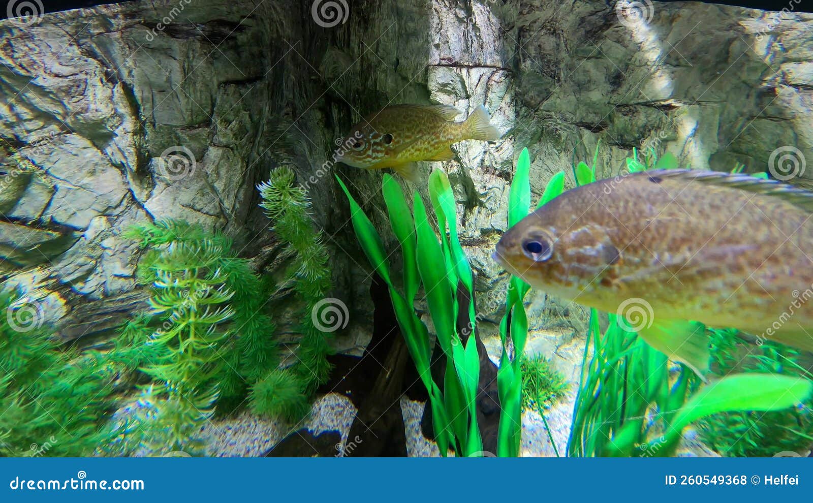 Freshwater Fish that Also are in the Danube River Stock Footage - Video ...