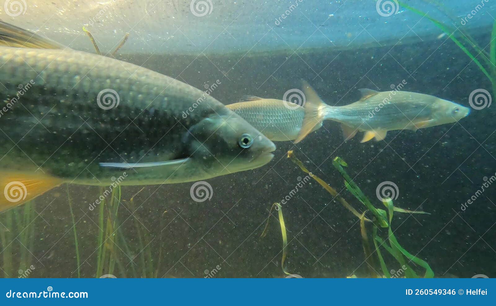 Freshwater Fish that Also are in the Danube River Stock Footage - Video ...