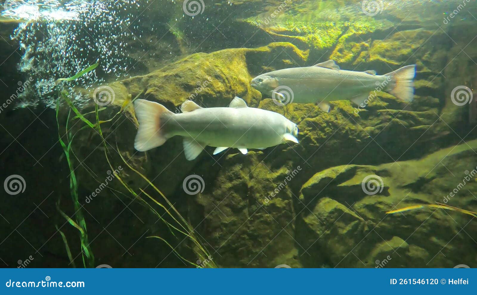Freshwater Fish that Also are in the Danube River Stock Footage - Video ...