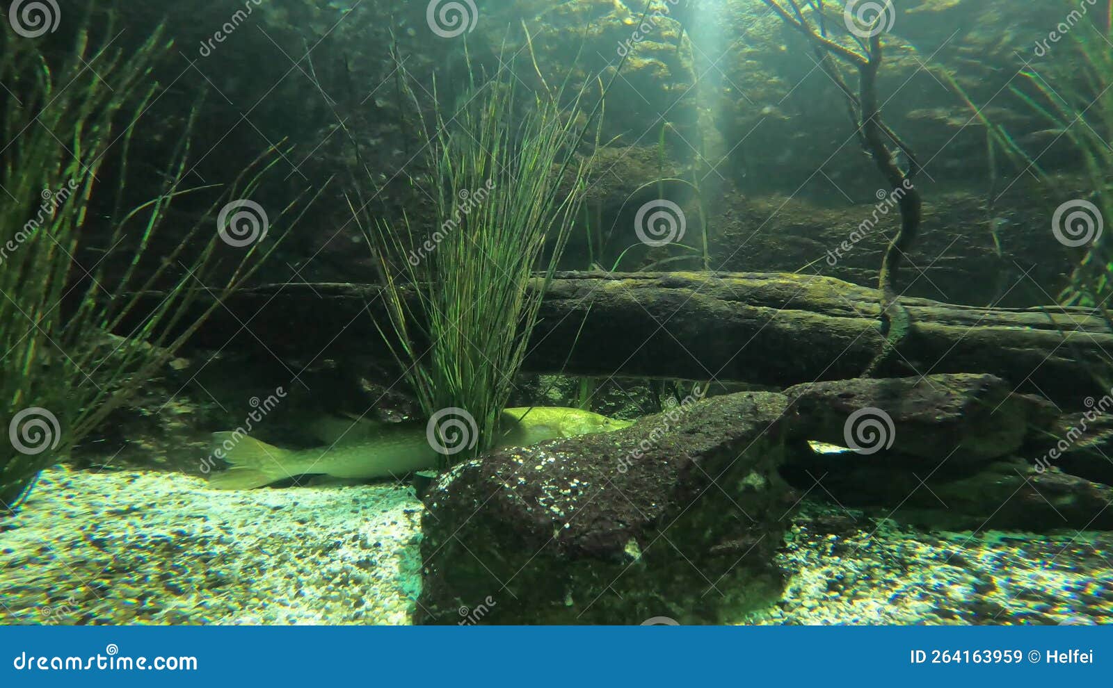 Freshwater Fish that Also are in the Danube River Stock Video - Video ...