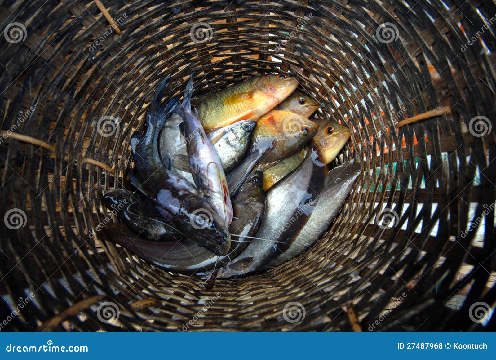 Freshwater Fish in the Basket. Stock Photo - Image of equipment, basket ...