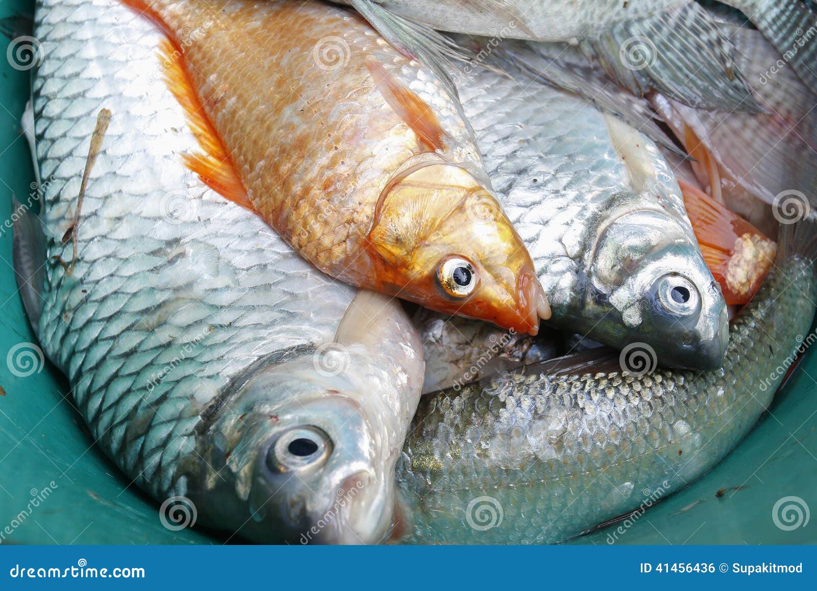 Freshwater fish in the box stock photo. Image of catch - 41456436