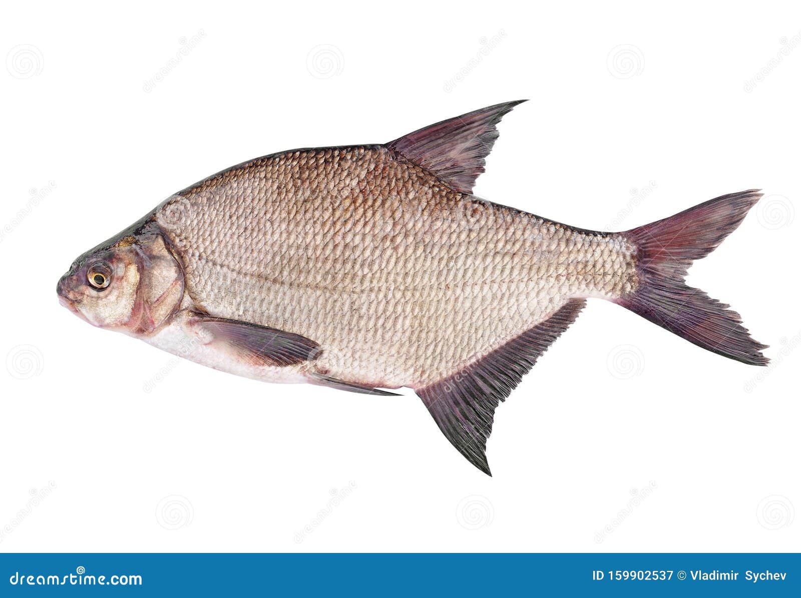 Freshwater fish bream stock image. Image of sharp, fangs - 159902537