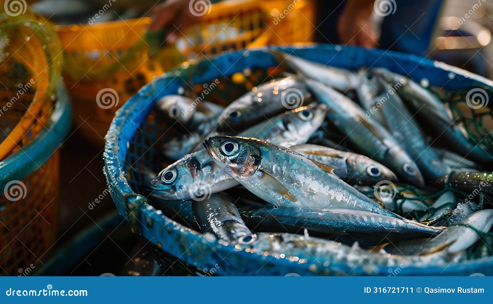 Freshwater Fish with Bright Scales in a Blue Plastic Container Stock ...