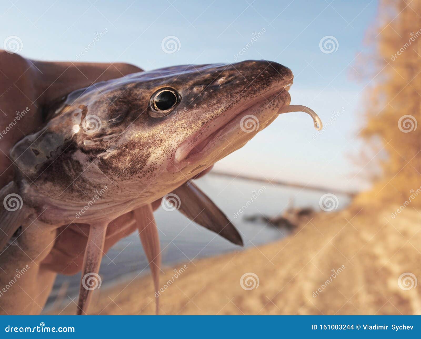 Freshwater Fish Burbot Against the Background of the River. Stock Photo ...