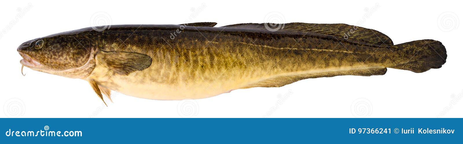 Freshwater Fish Burbot Isolated On White Royalty-Free Stock Photography ...