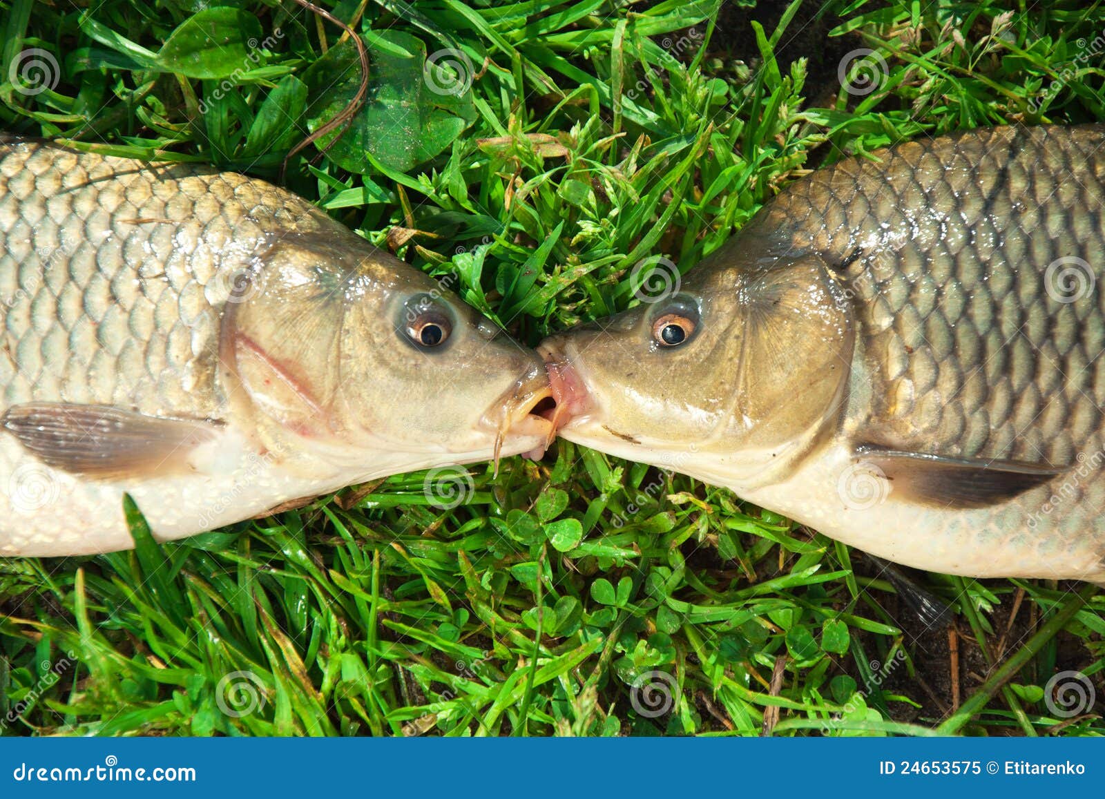 Freshwater Fish Carp Catch in Green Grass Ground Stock Image - Image of ...
