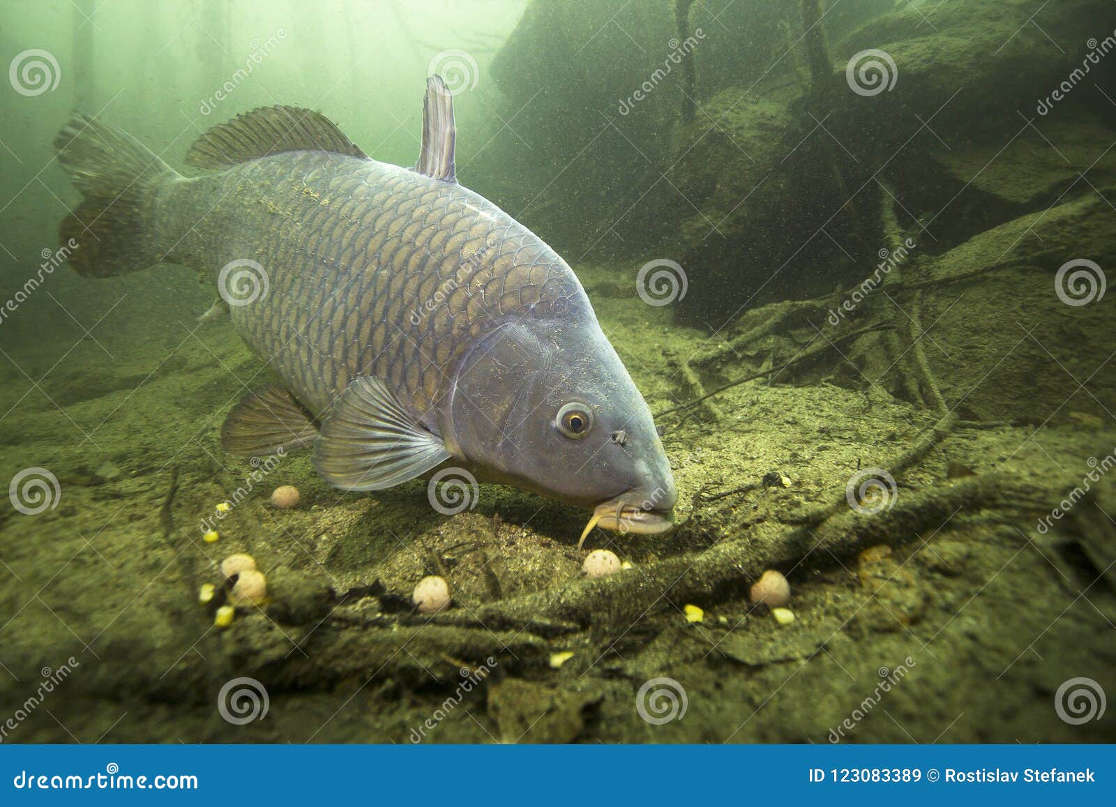 Fish Carp. Isolated Fish With And Without Scales Stock Image ... Fish Carp. Isolated Fish With And Without Scales Stock Image ...