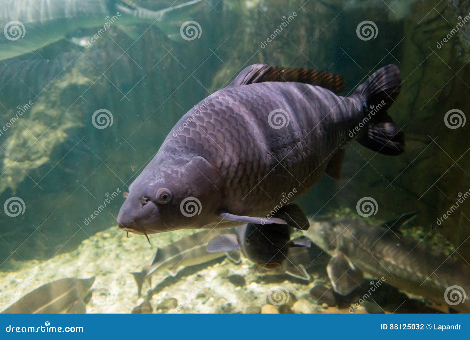 Freshwater Fish of the Carp in the Environment. Cyprinus Carpio Stock ...