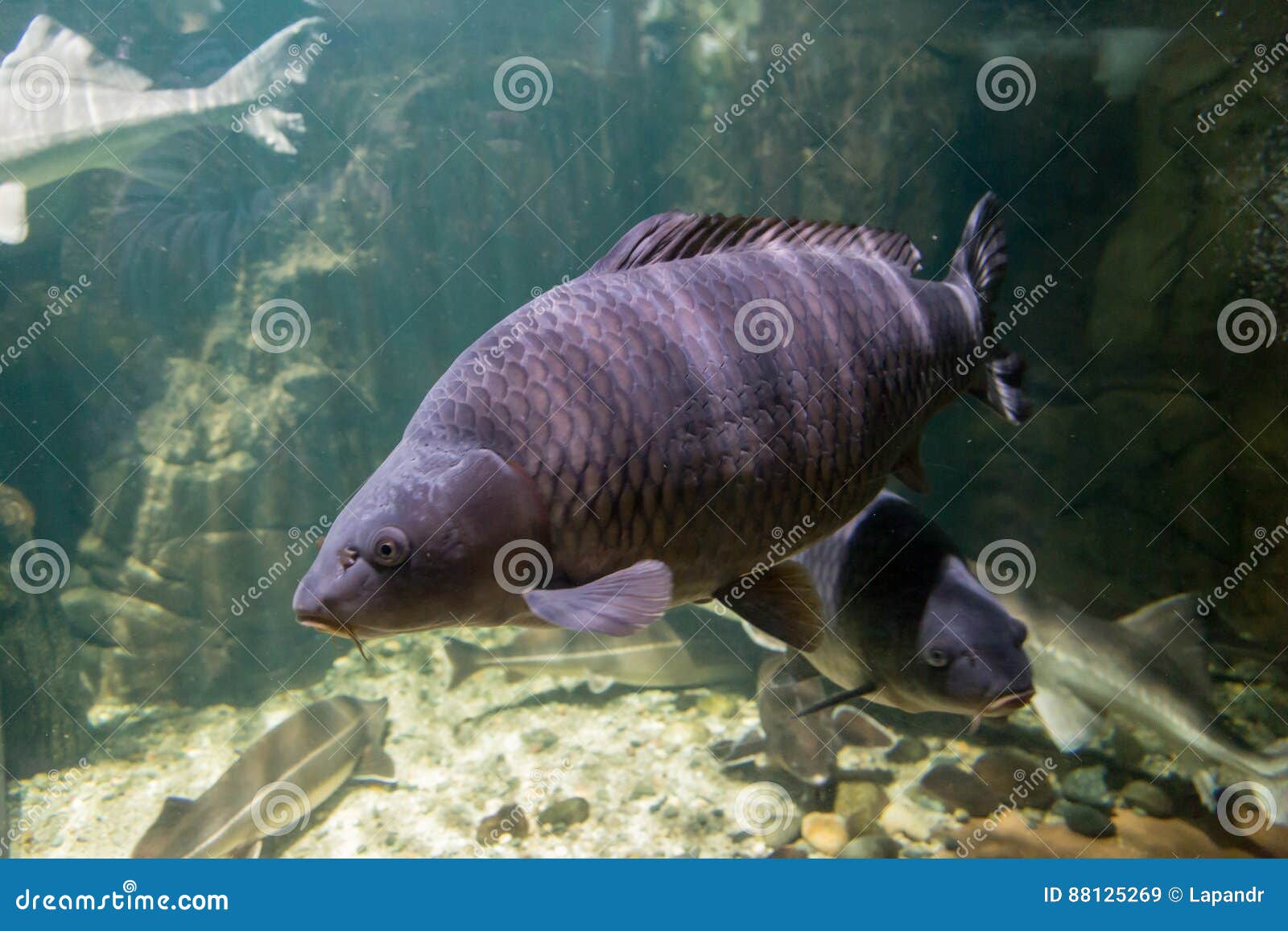 Freshwater Fish of the Carp in the Environment. Cyprinus Carpio Stock ...