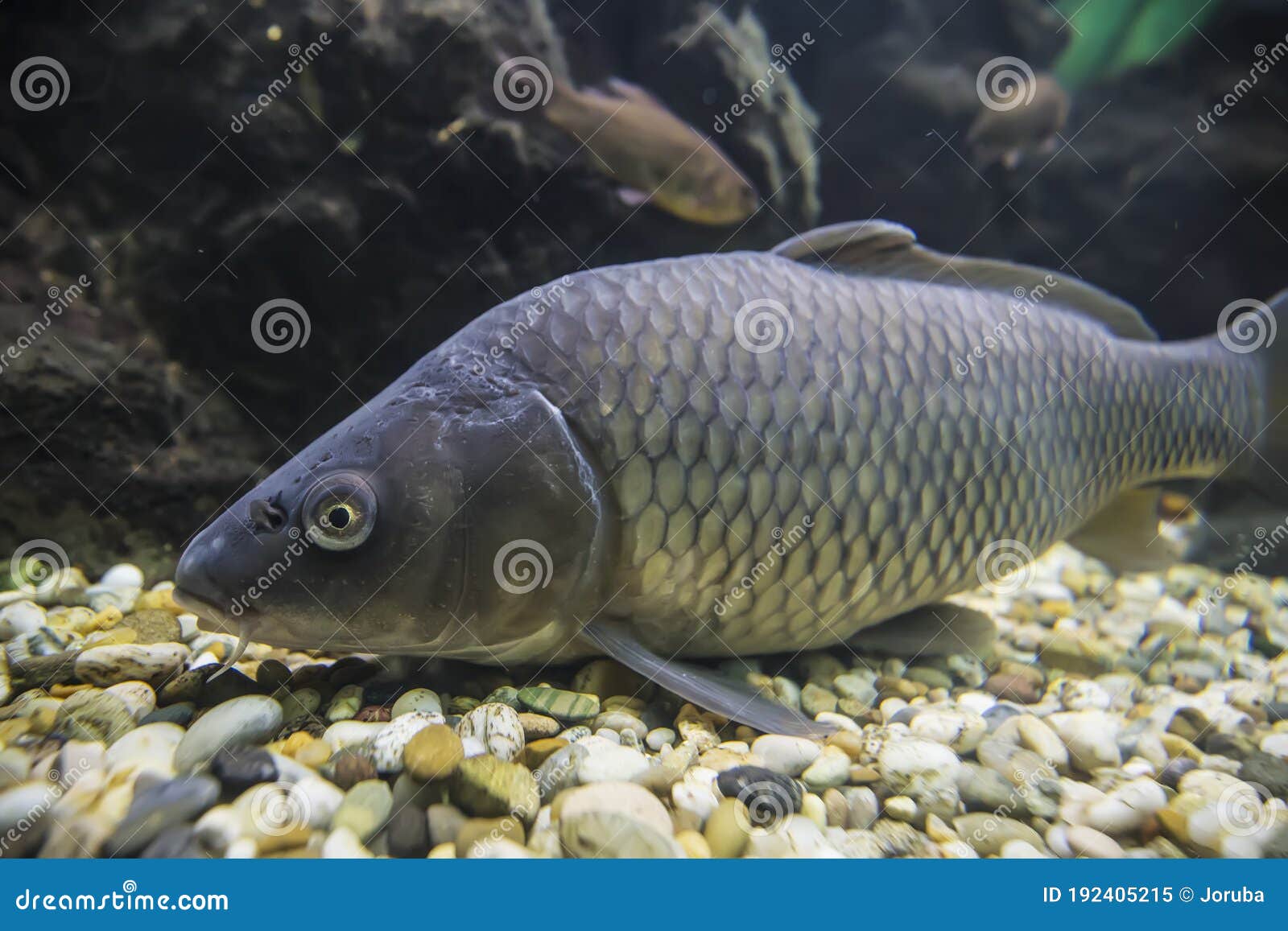 Freshwater Fish Carp in Aquarium Stock Image - Image of fish, fishing ...