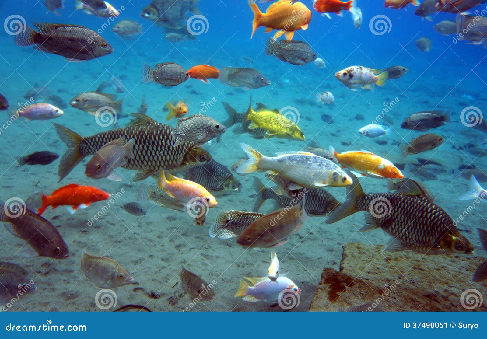 Freshwater fish stock image. Image of freshwater, spring - 37490051