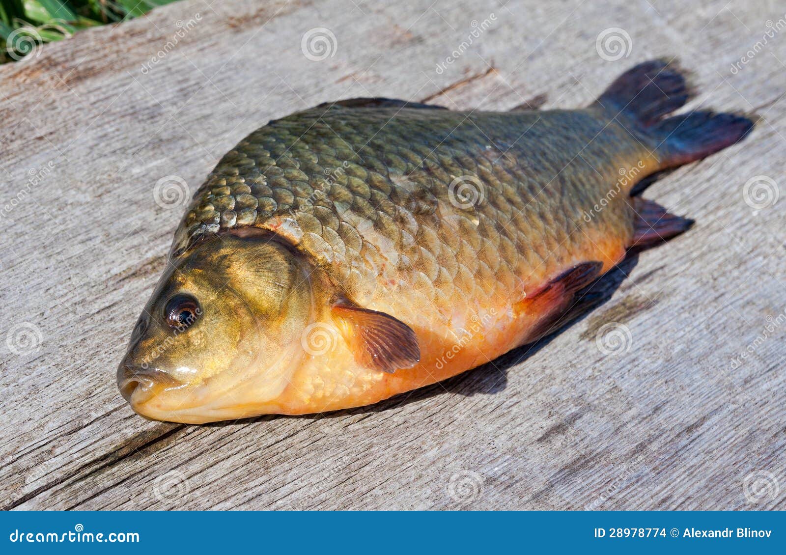 Freshwater fish crucian stock photo. Image of freshness - 28978774