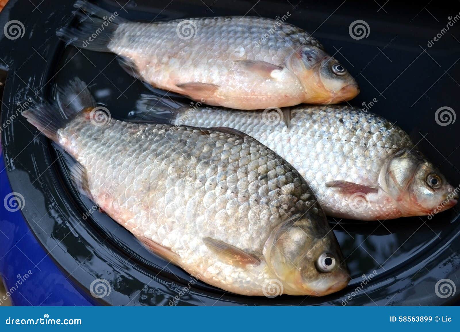 Freshwater Fish from the Danube Stock Image - Image of waters, wild ...