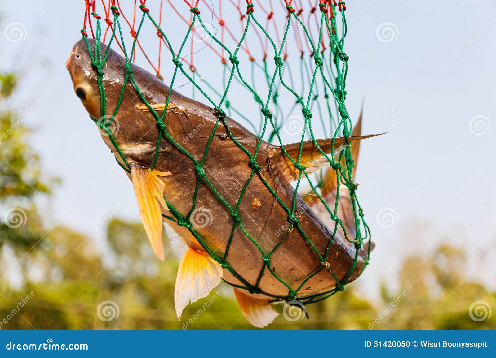 Freshwater fish in fishnet stock photo. Image of animal - 31420050