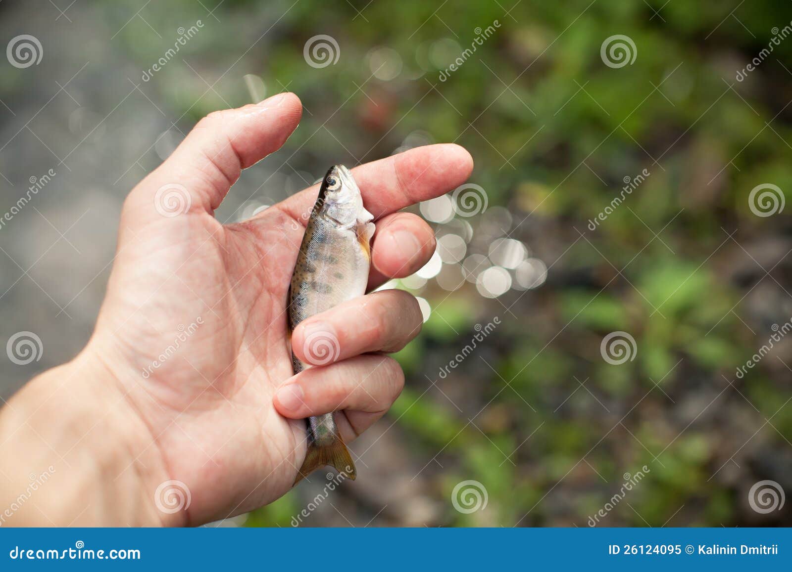 Freshwater Fish in a hand stock image. Image of heap - 26124095