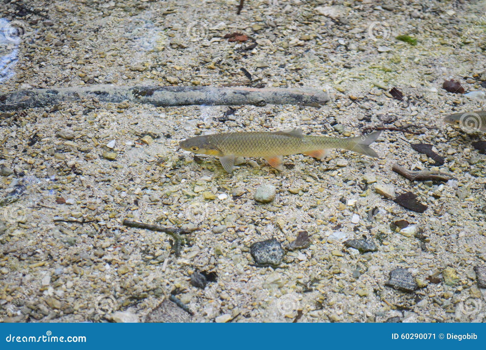 Freshwater Fish in Lake of Croatia Stock Image - Image of beautiful ...