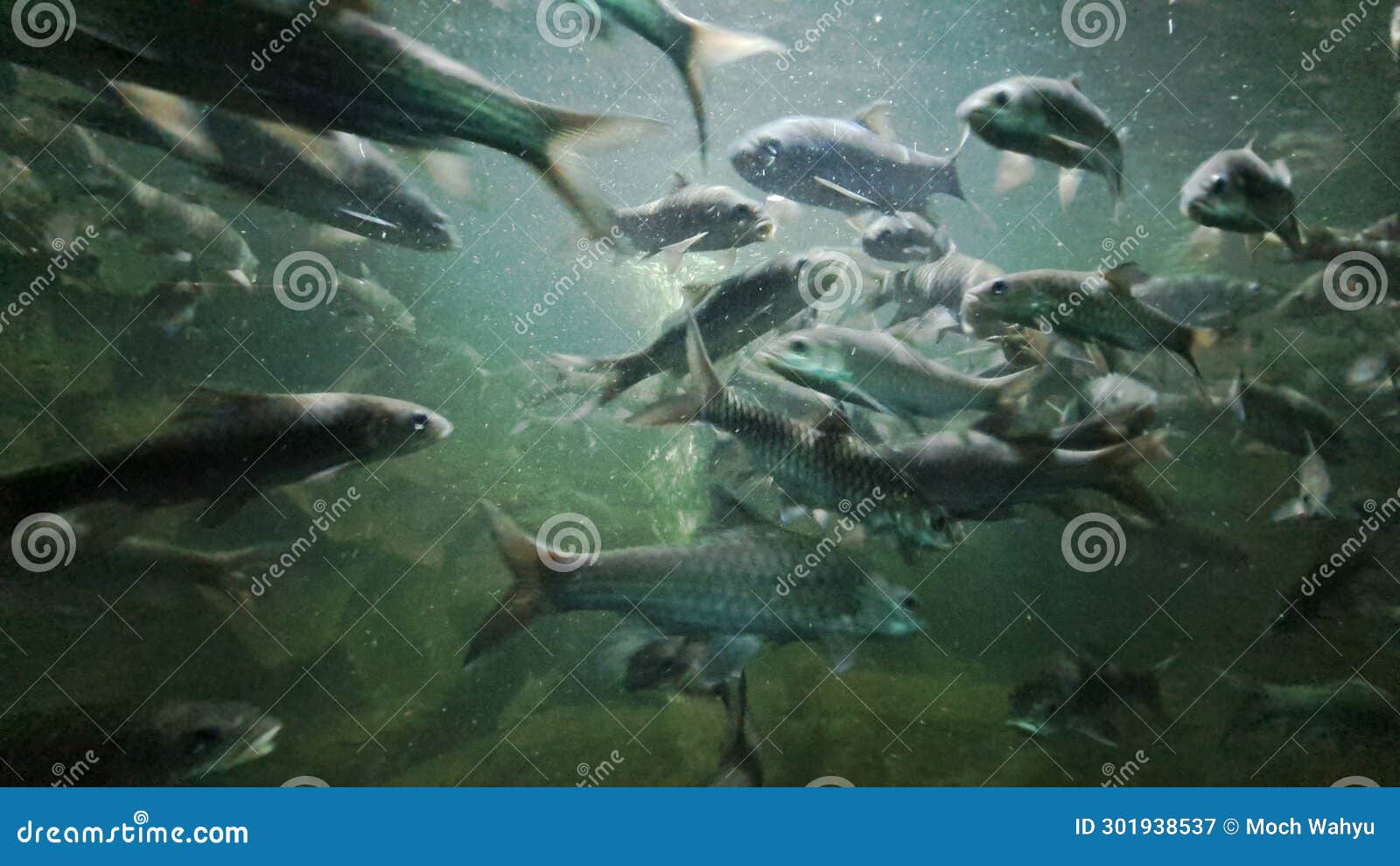 Freshwater Fish in a Large Beautiful Aquarium Stock Image - Image of ...