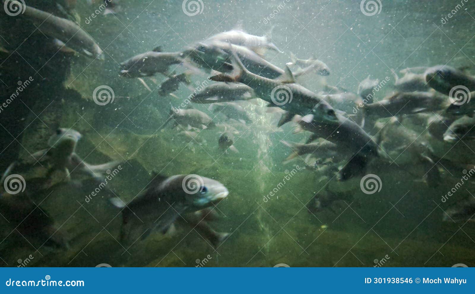 Freshwater Fish in a Large Beautiful Aquarium Stock Photo - Image of ...