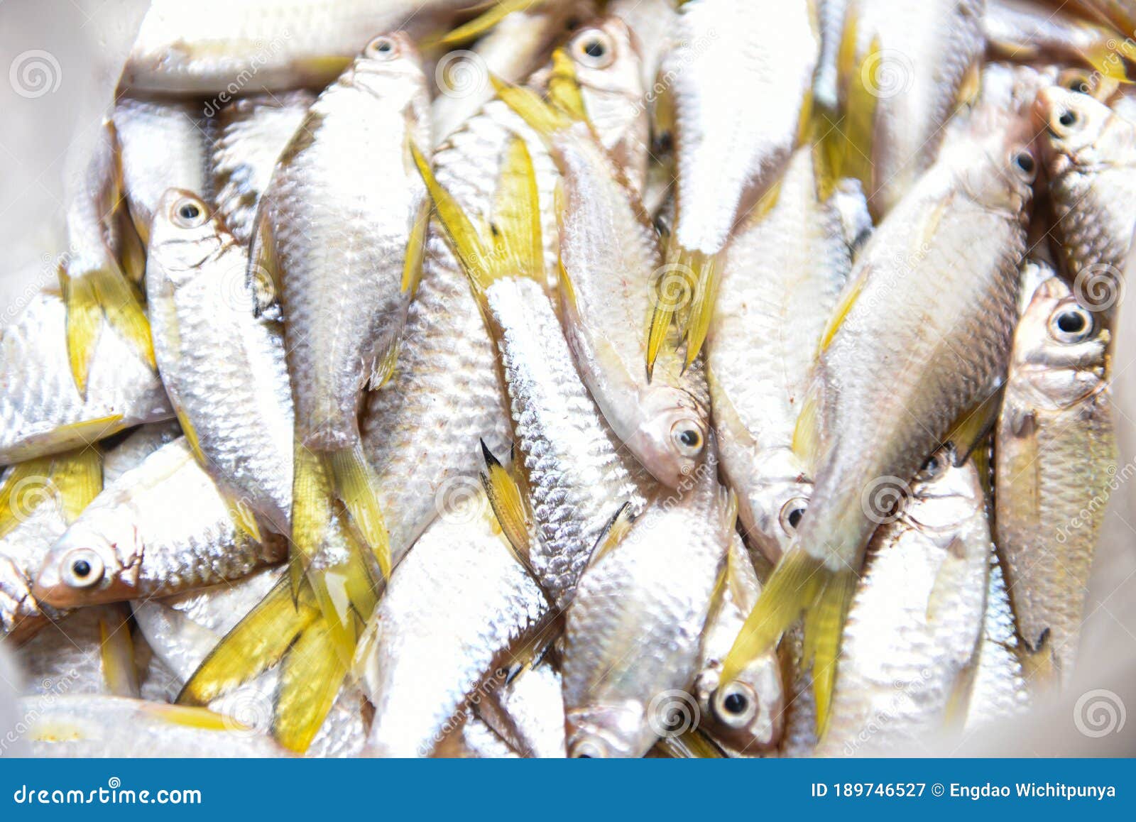 Freshwater Fish Little - Yellow Tail Fish from the River Asia Stock ...