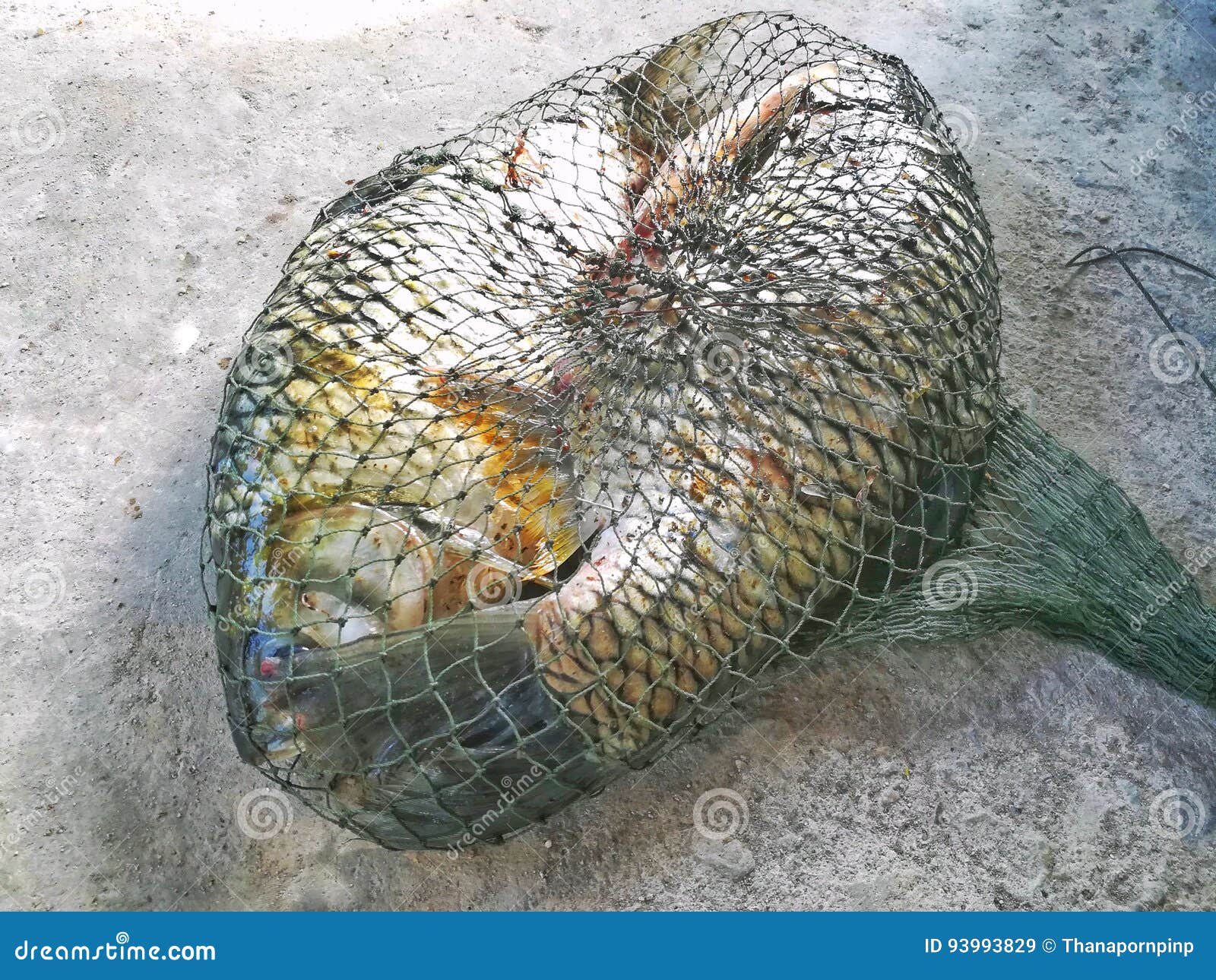 Freshwater Fish in Net Bag. Stock Image - Image of mesh, close: 93993829