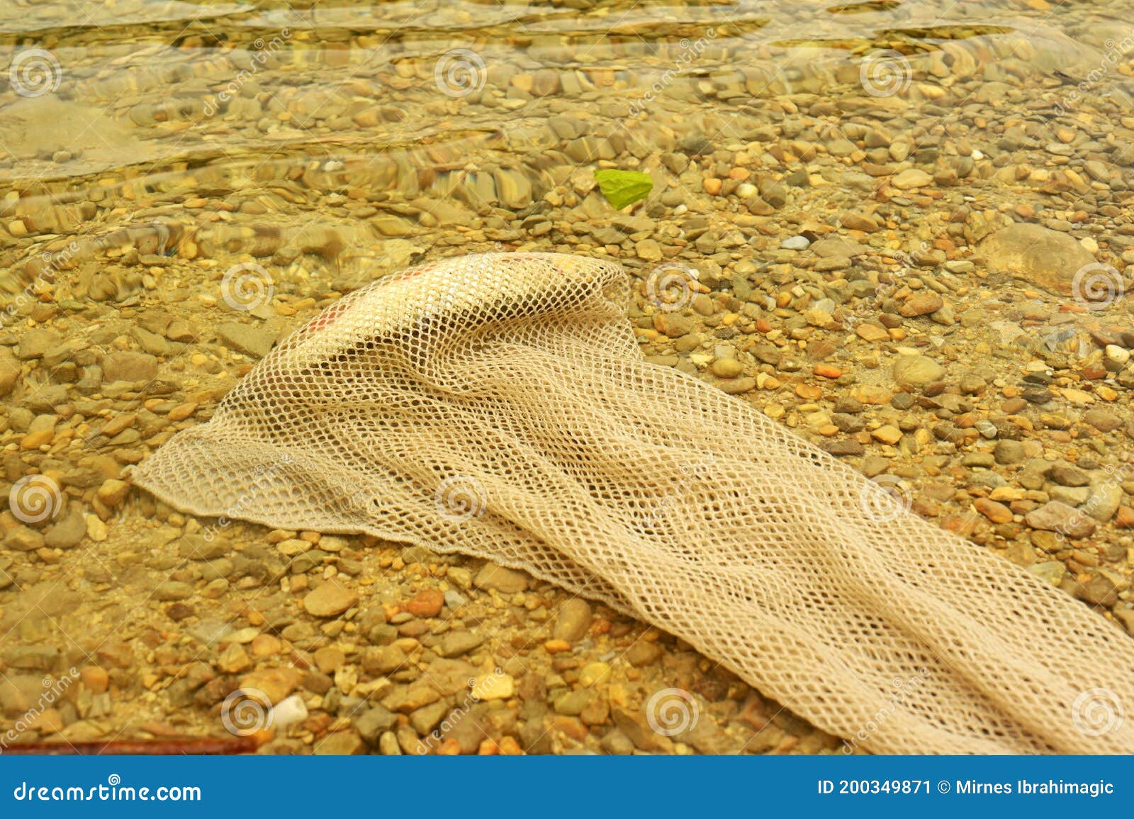 Freshwater fish in the net stock image. Image of title - 200349871