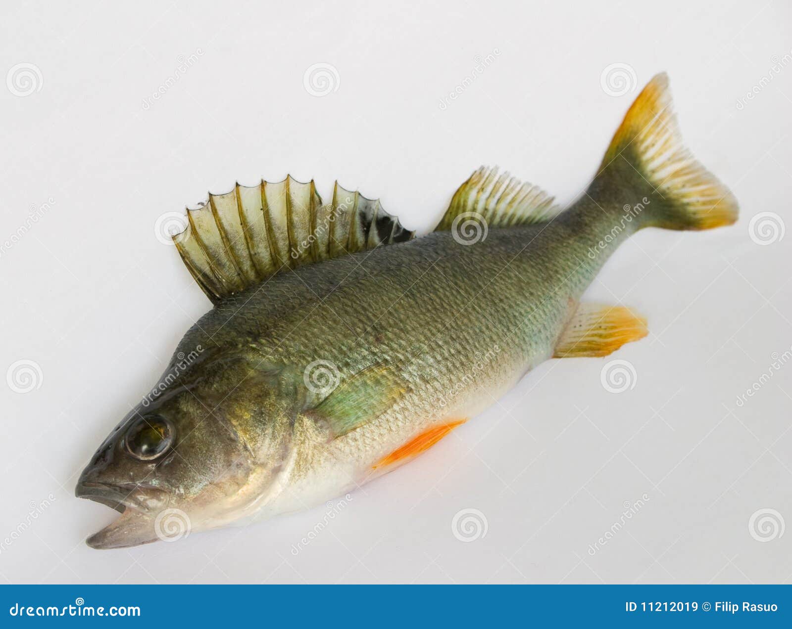 Freshwater Fish (Perca Fluviatillis) Stock Image - Image of gills, eyes ...