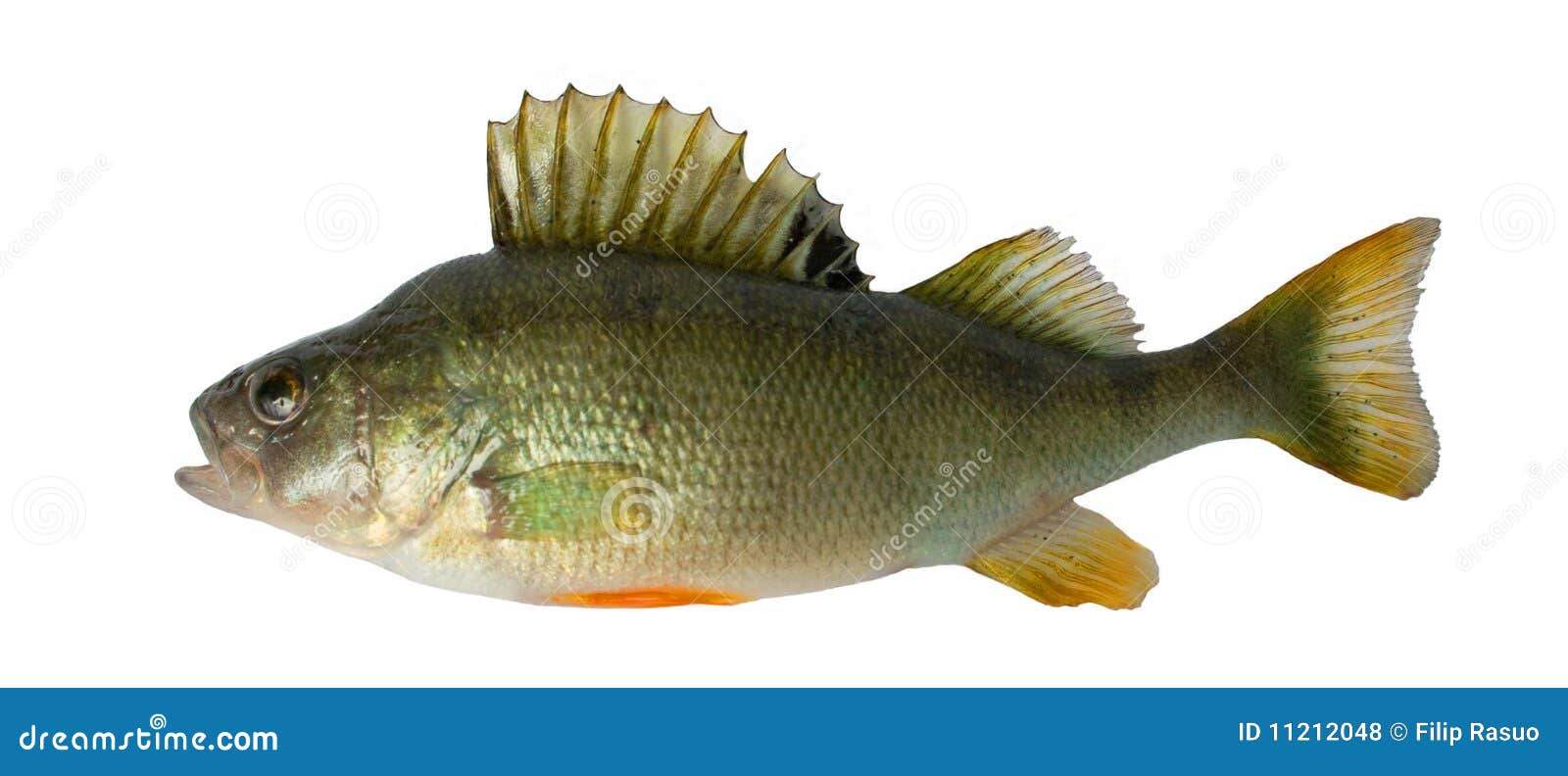 Freshwater Fish (Perca Fluviatillis) Stock Photo - Image of pond ...