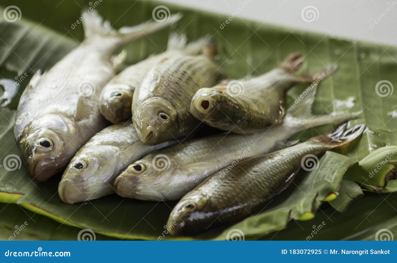 Freshwater fish stock image. Image of animals, predator - 183072925