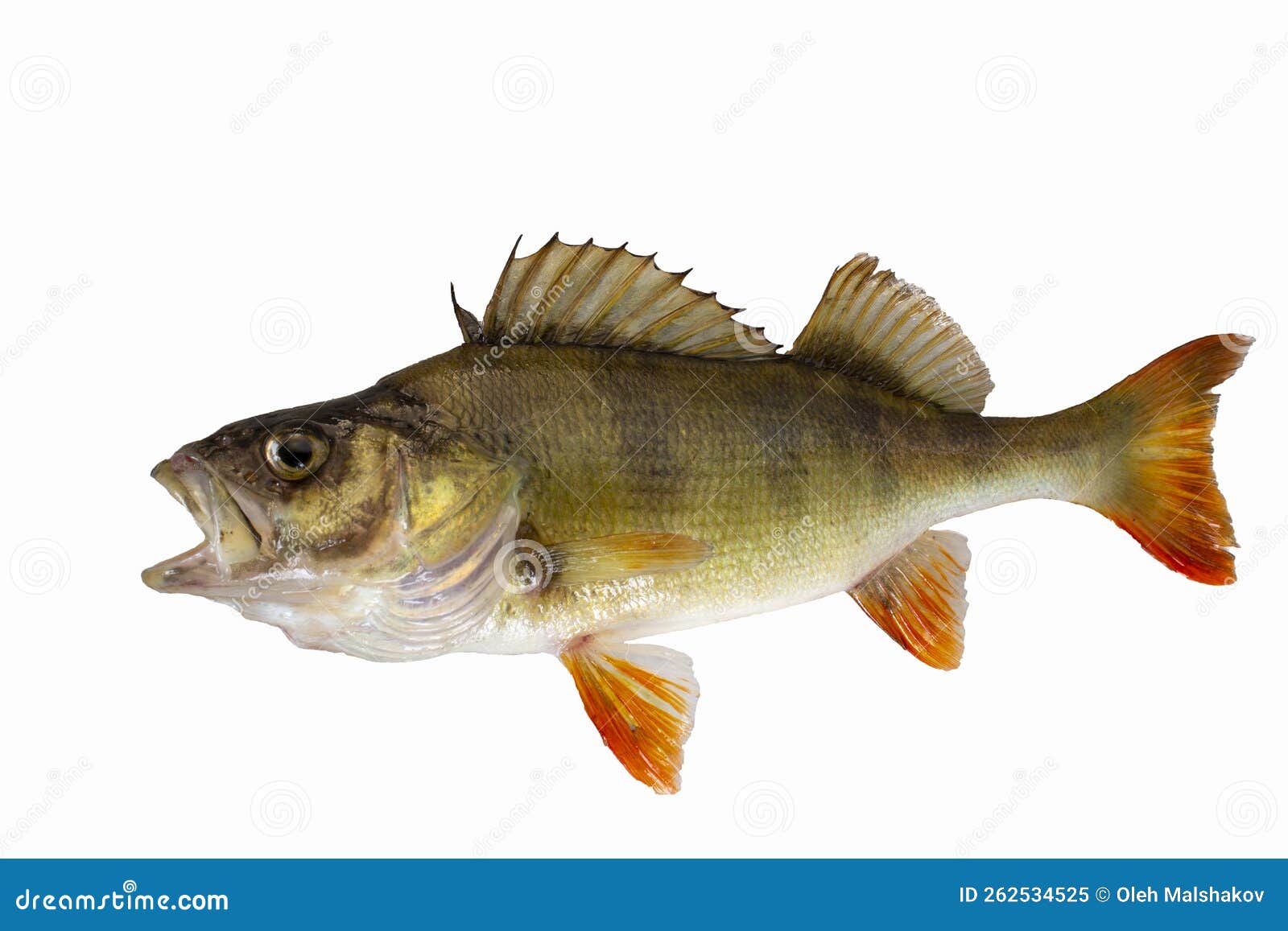 Freshwater Fish. River Perch Isolated on White. Fish with Open Mouth ...