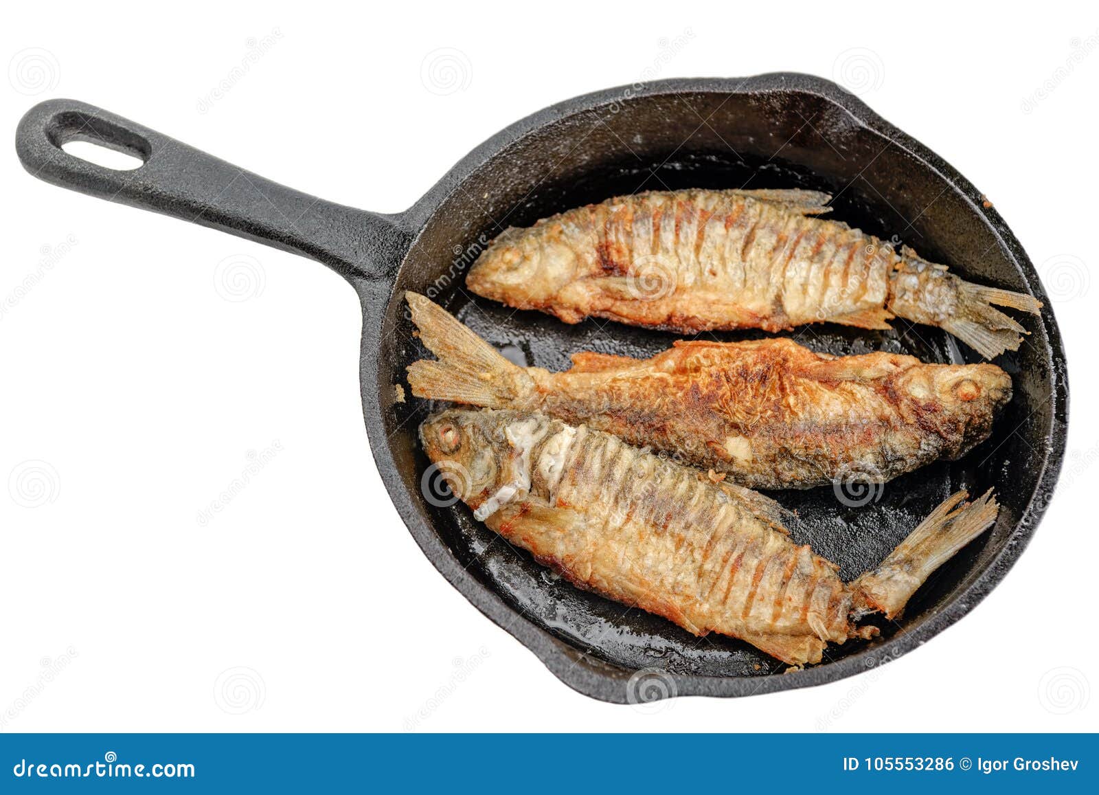 Freshwater fish roach stock photo. Image of fins, fishing - 105553286