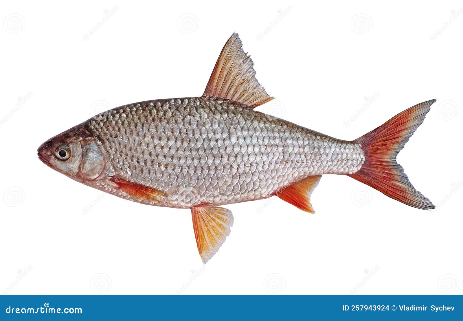 Freshwater Fish Roach Isolated on a White Background. Stock Photo ...