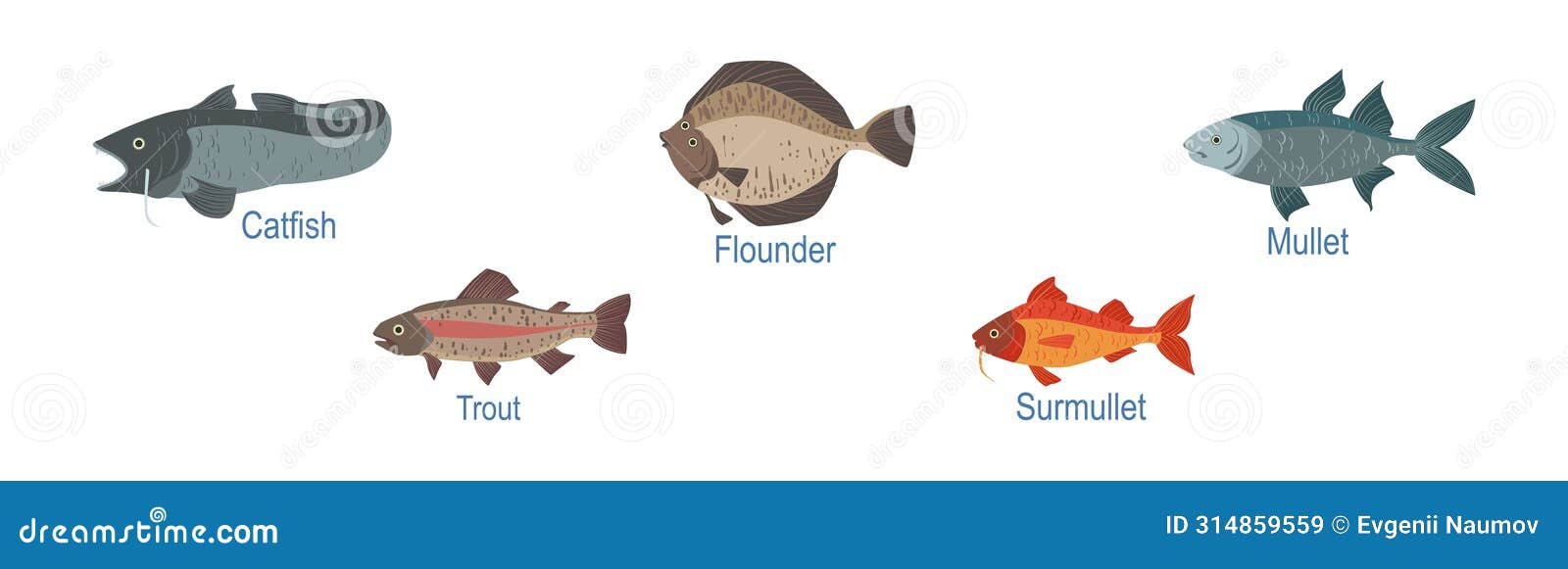 Freshwater Fish Side View with Name Inscription Vector Set Stock ...