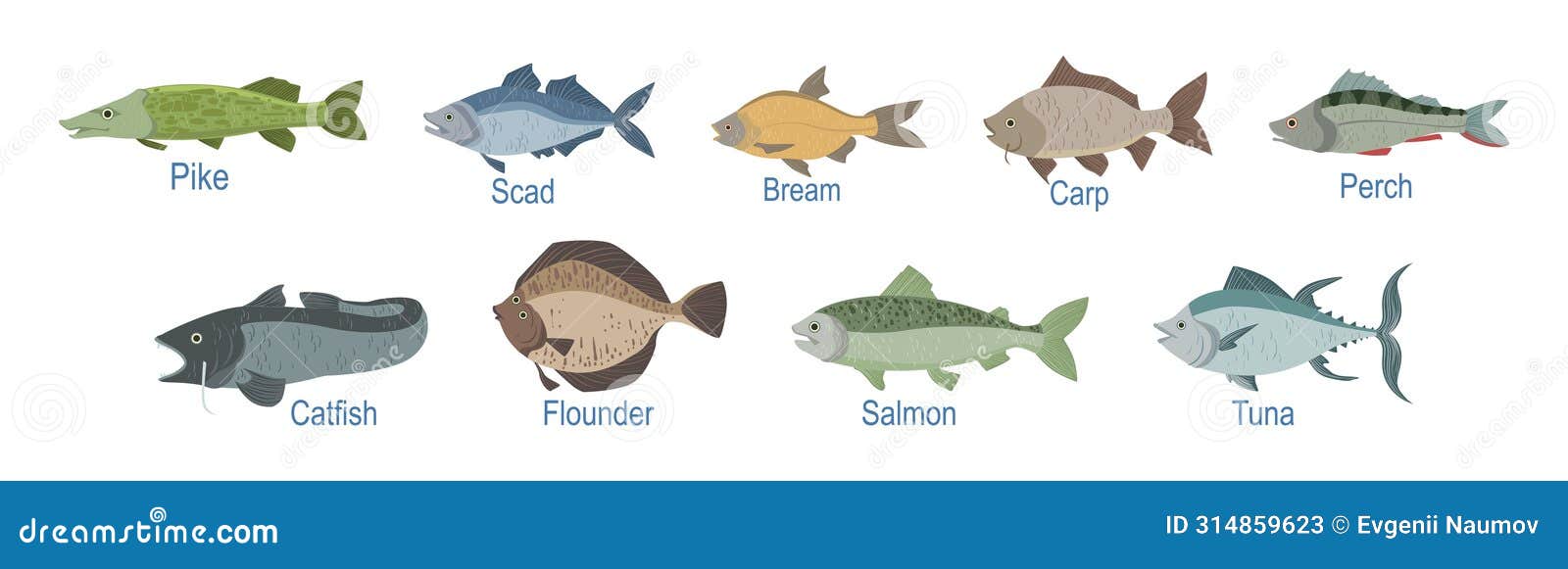 Freshwater Fish Side View with Name Inscription Vector Set Stock Vector ...