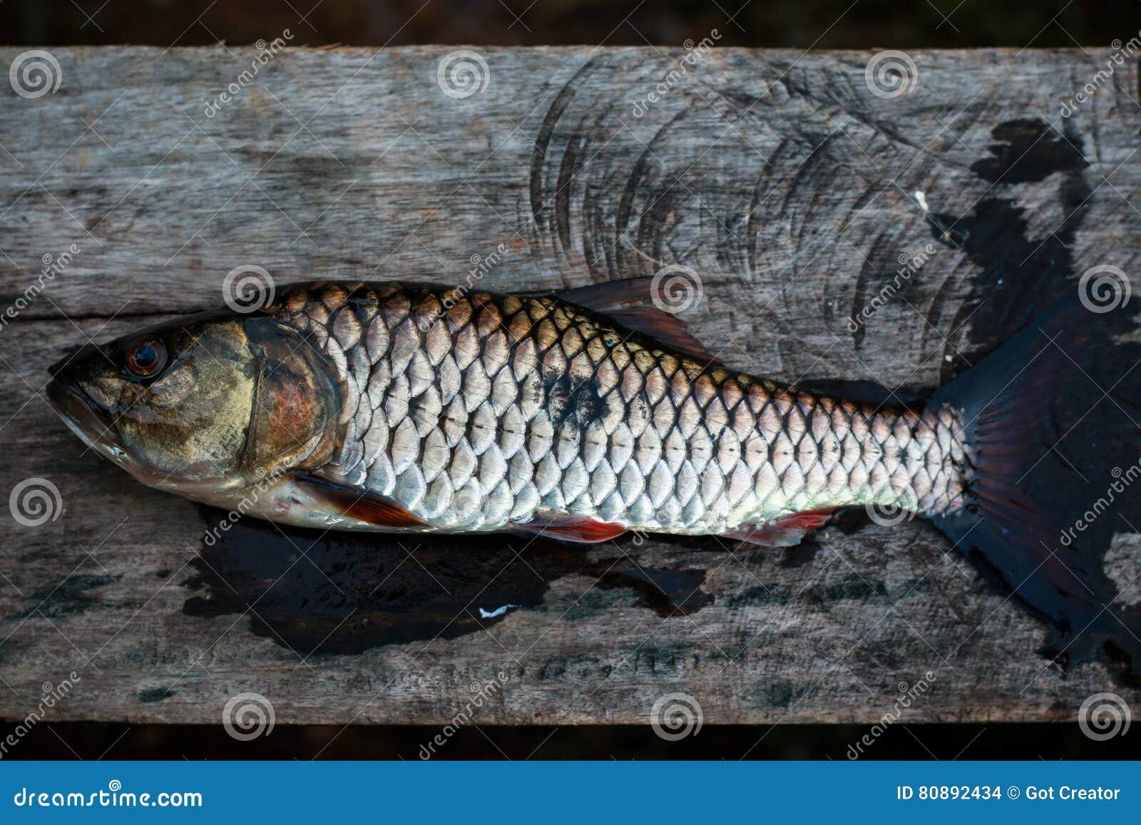 Freshwater Fish Thailand Hampala Barb Stock Photos - Free & Royalty ...