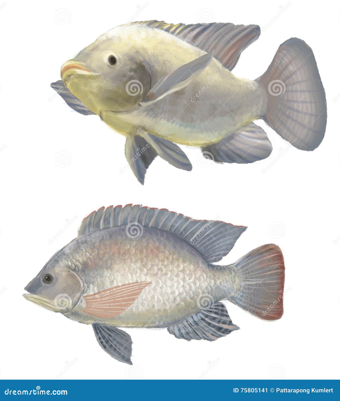 Tilapia Freshwater Fish, Fresh Aquatic Fish Species Cartoon Vector ... Tilapia Freshwater Fish, Fresh Aquatic Fish Species Cartoon Vector ...