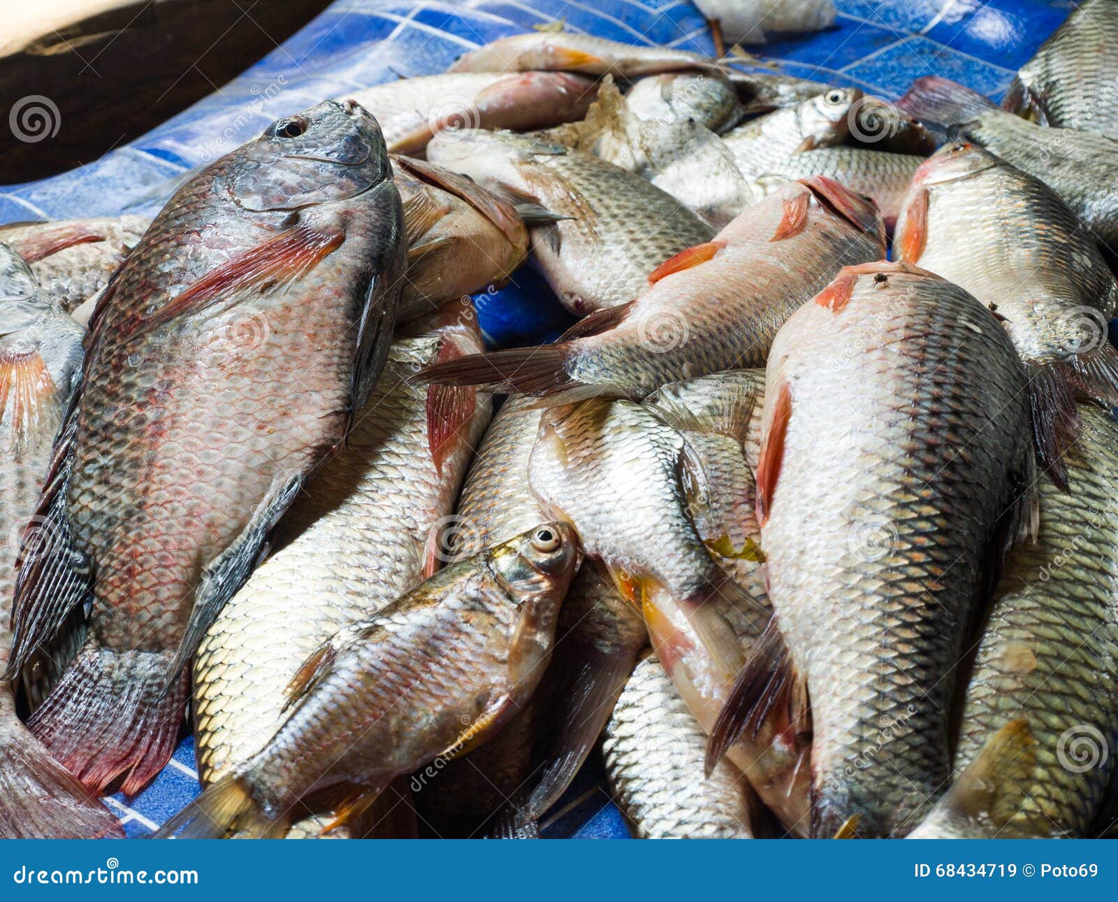 Freshwater Fish that Were Captured for Sale. Stock Image - Image of ...