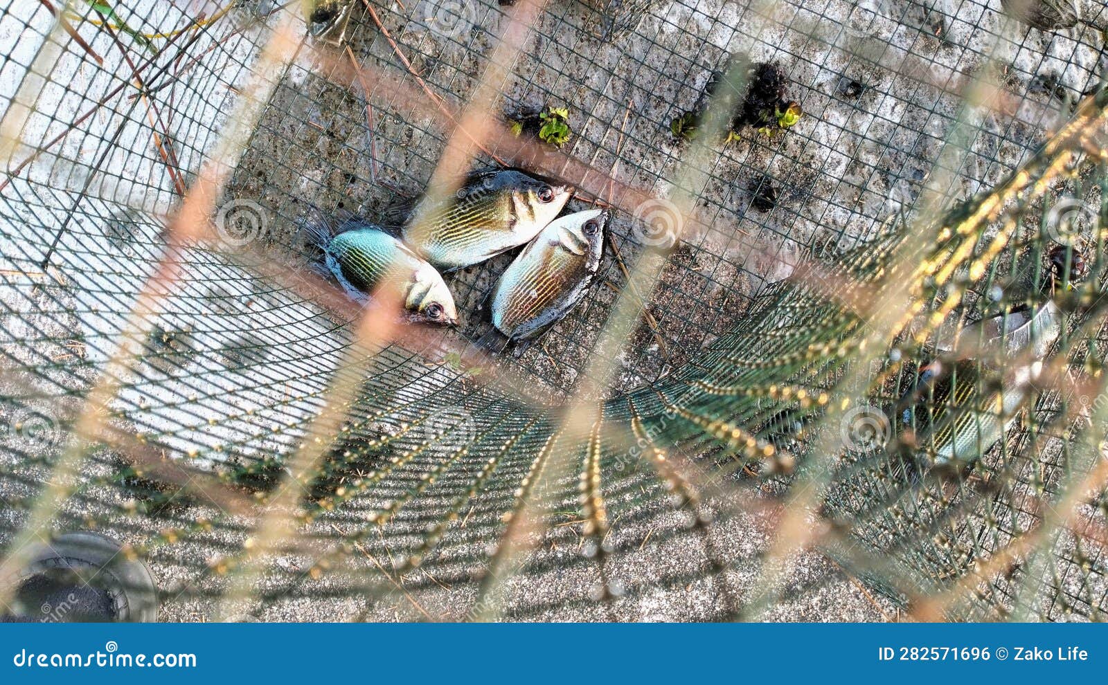 Freshwater Fish in a Wire Trap Stock Photo - Image of leaf, bird: 282571696