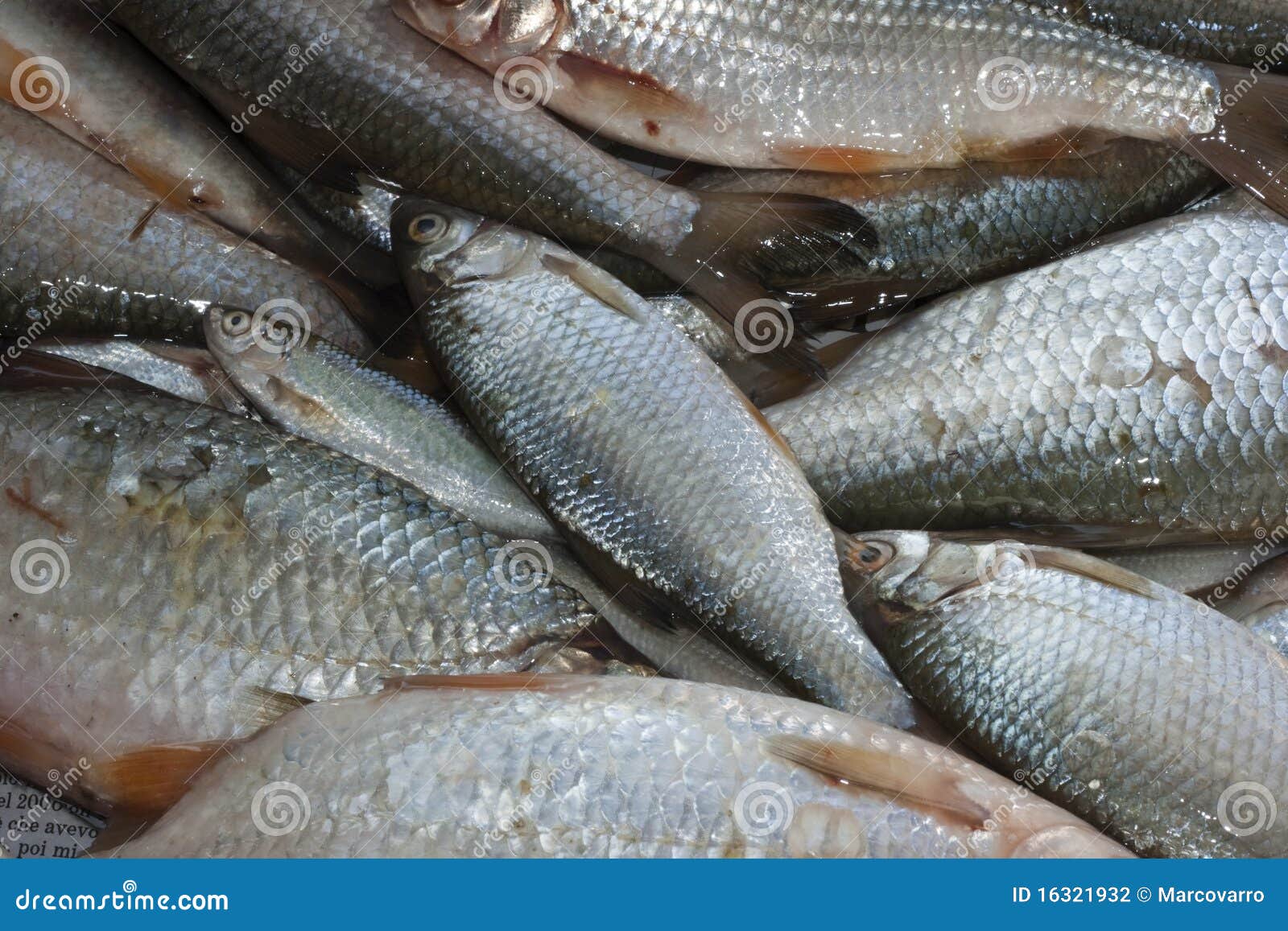 Shallow Fish Ponds And Are Not Maintained Until A Lot Of Grass Grows In ...