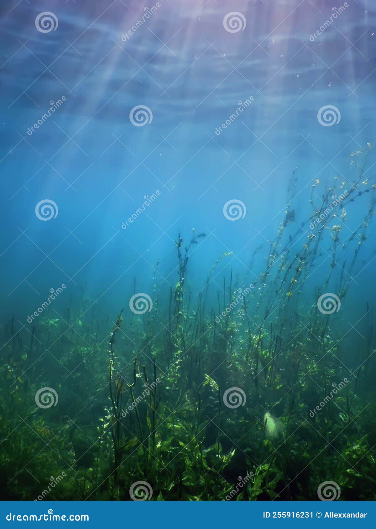 Freshwater Flora, Underwater Freshwater Landscape Stock Image - Image ...