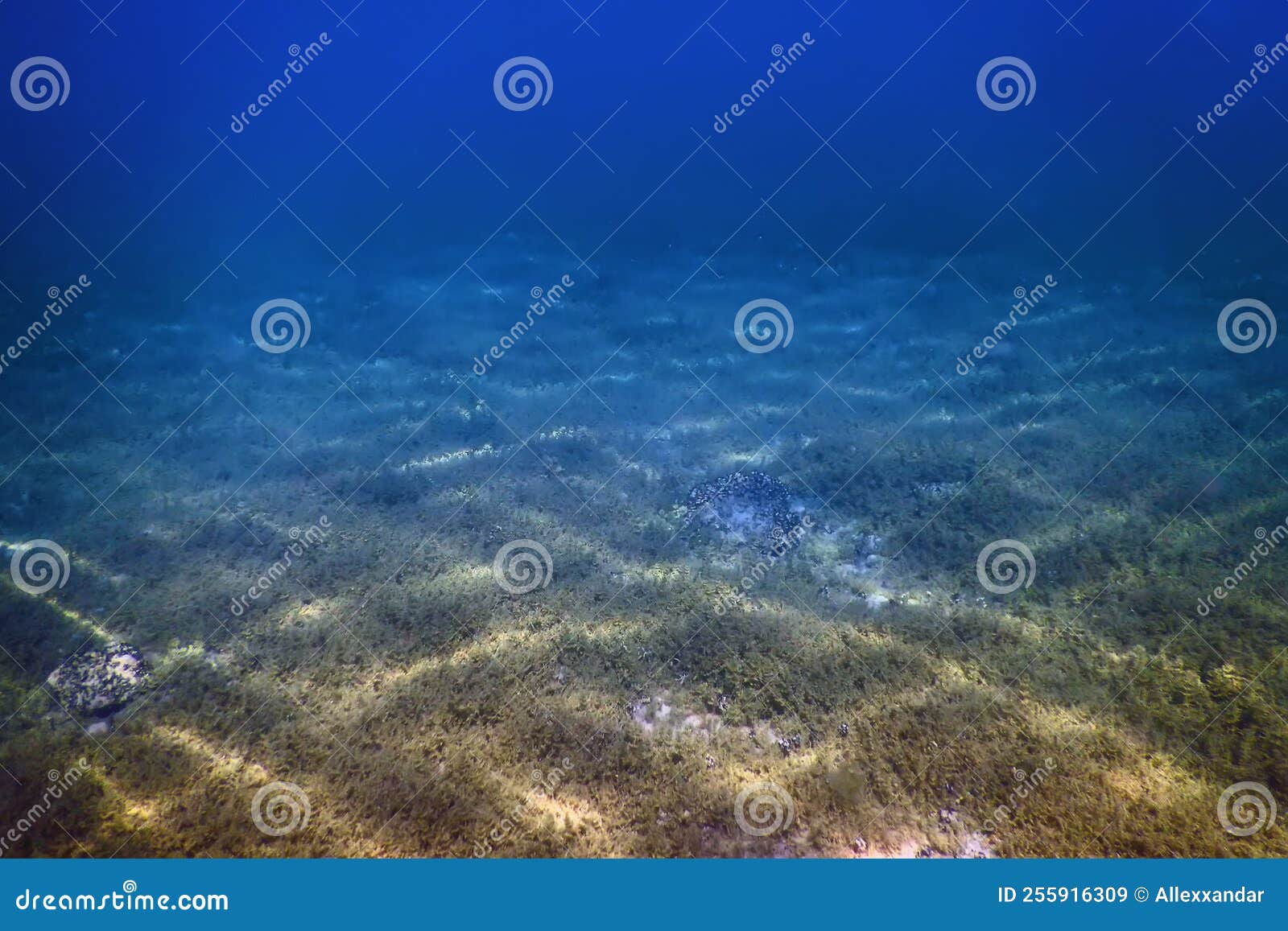 Freshwater Flora, Underwater Freshwater Landscape Stock Image - Image ...