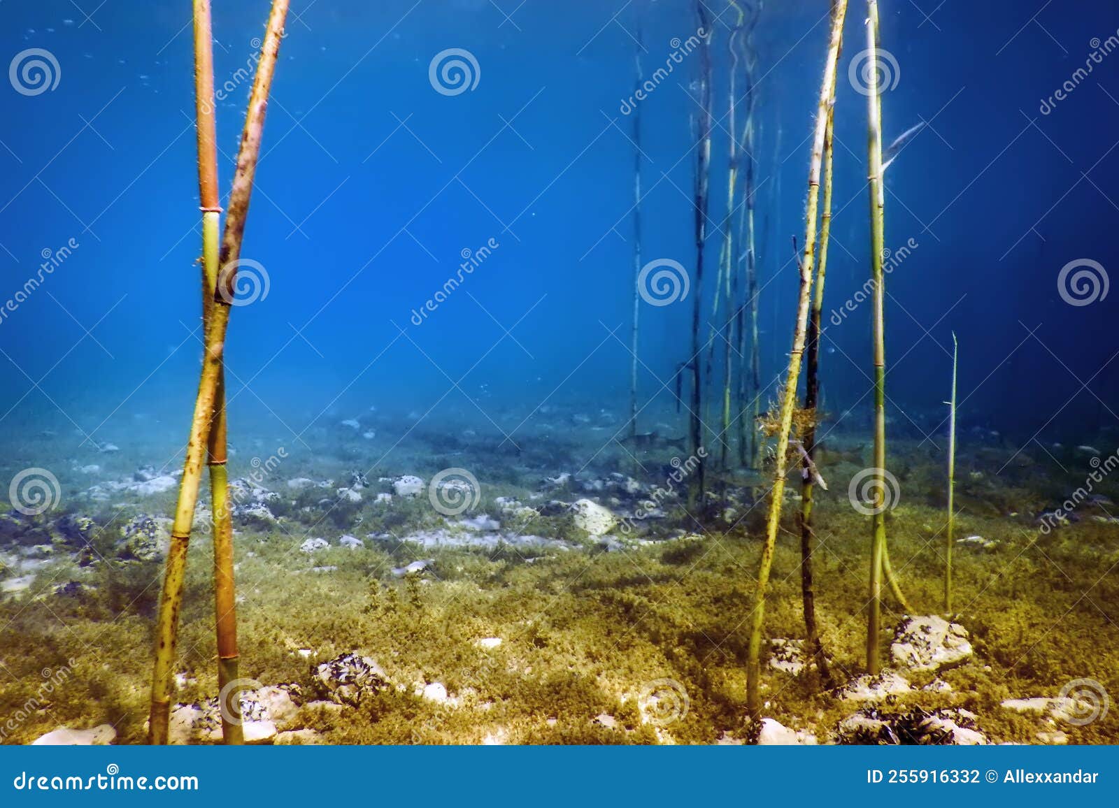 Freshwater Flora, Underwater Freshwater Landscape Stock Photo - Image ...