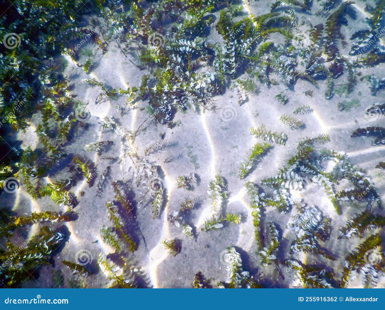 Freshwater Flora, Underwater Freshwater Landscape Stock Photo - Image ...