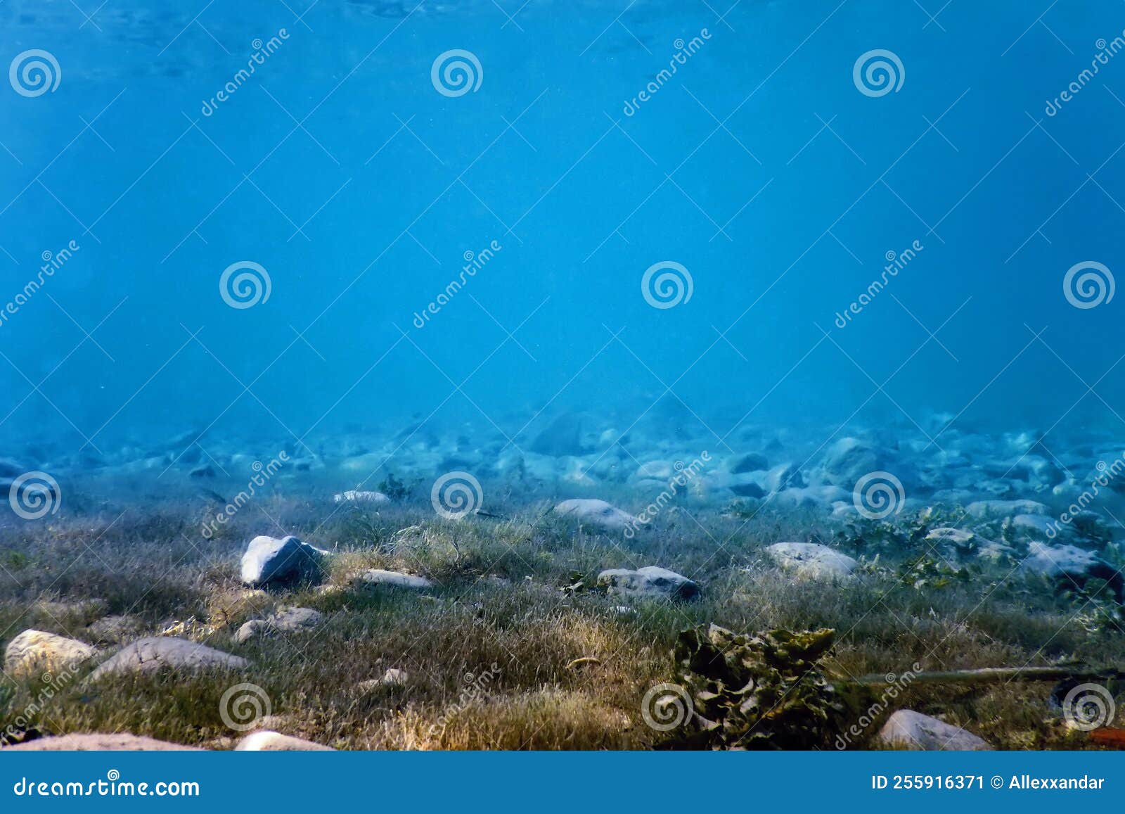 Freshwater Flora, Underwater Freshwater Landscape Stock Image - Image ...