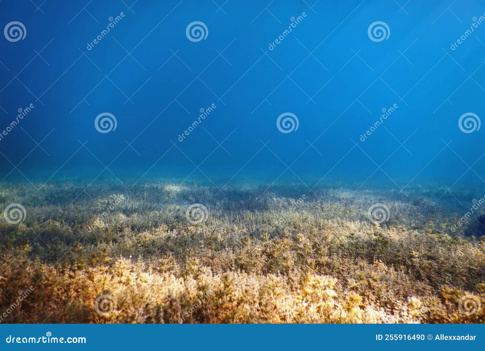 Freshwater Flora, Underwater Freshwater Landscape Stock Photo - Image ...