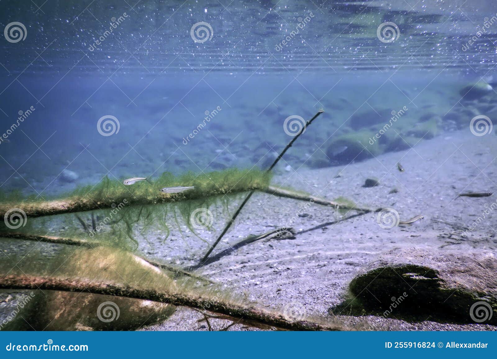 Freshwater Flora, Underwater Freshwater Landscape Stock Photo - Image ...