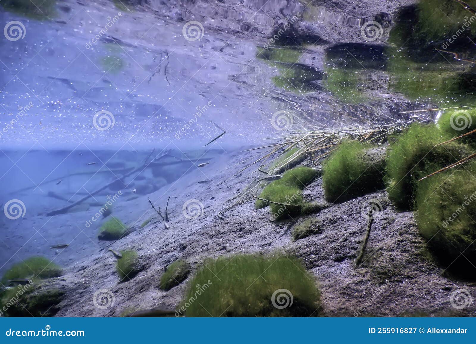 Freshwater Flora, Underwater Freshwater Landscape Stock Image - Image ...