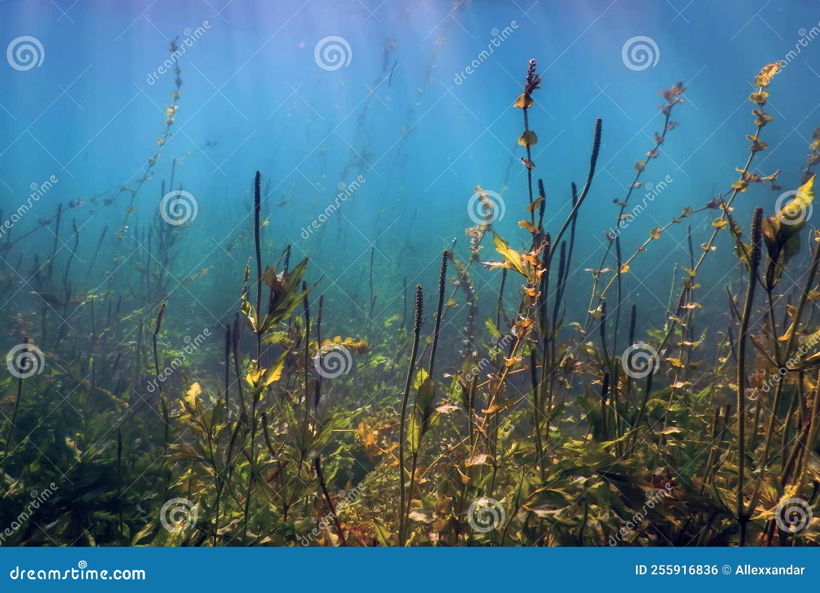 Freshwater Flora, Underwater Freshwater Landscape Stock Photo - Image ...
