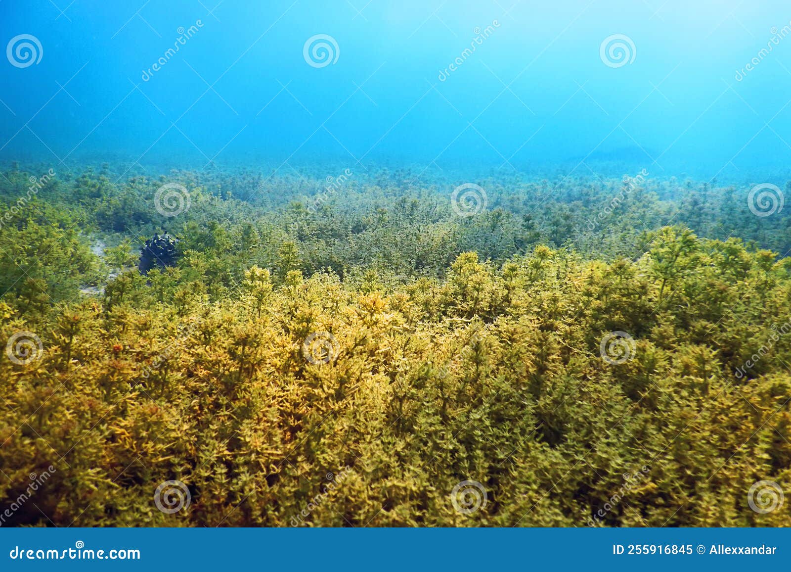 Freshwater Flora, Underwater Freshwater Landscape Stock Image - Image ...